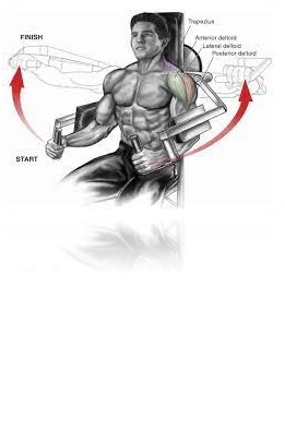 Spotlight on the Lateral Raise Machine - Fred Smith Company Sports Club