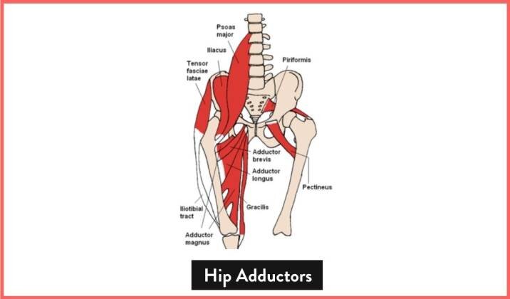 Spotlight on Hip Adduction - Fred Smith Company Sports Club